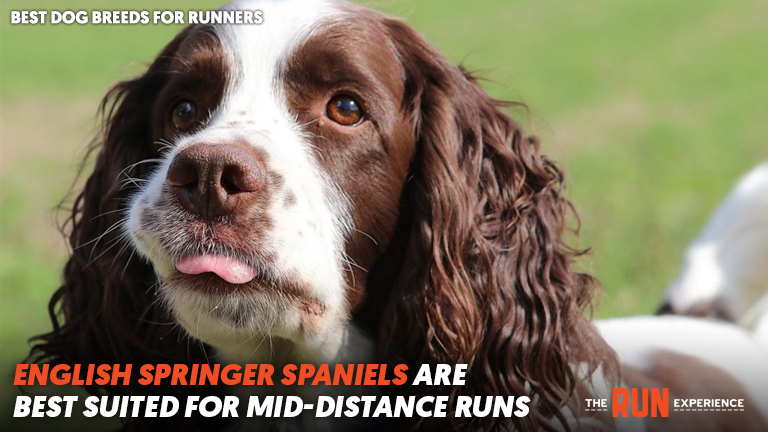 The 7 Best Dogs for Running Companions (Running Breeds)