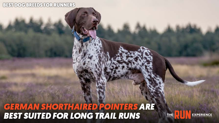 The 7 Best Dogs for Running Companions (Running Breeds)