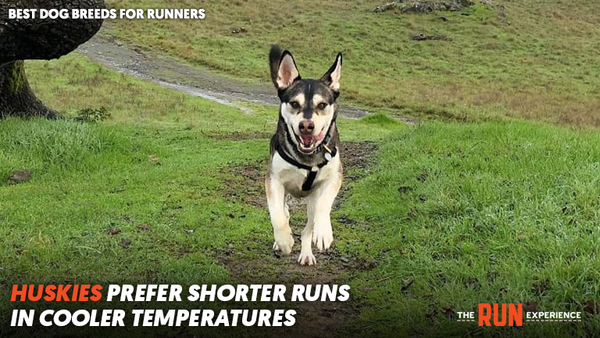 The 7 Best Dogs for Running Companions (Running Breeds)