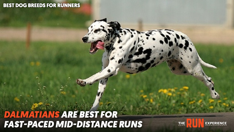 The 7 Best Dogs for Running Companions (Running Breeds)